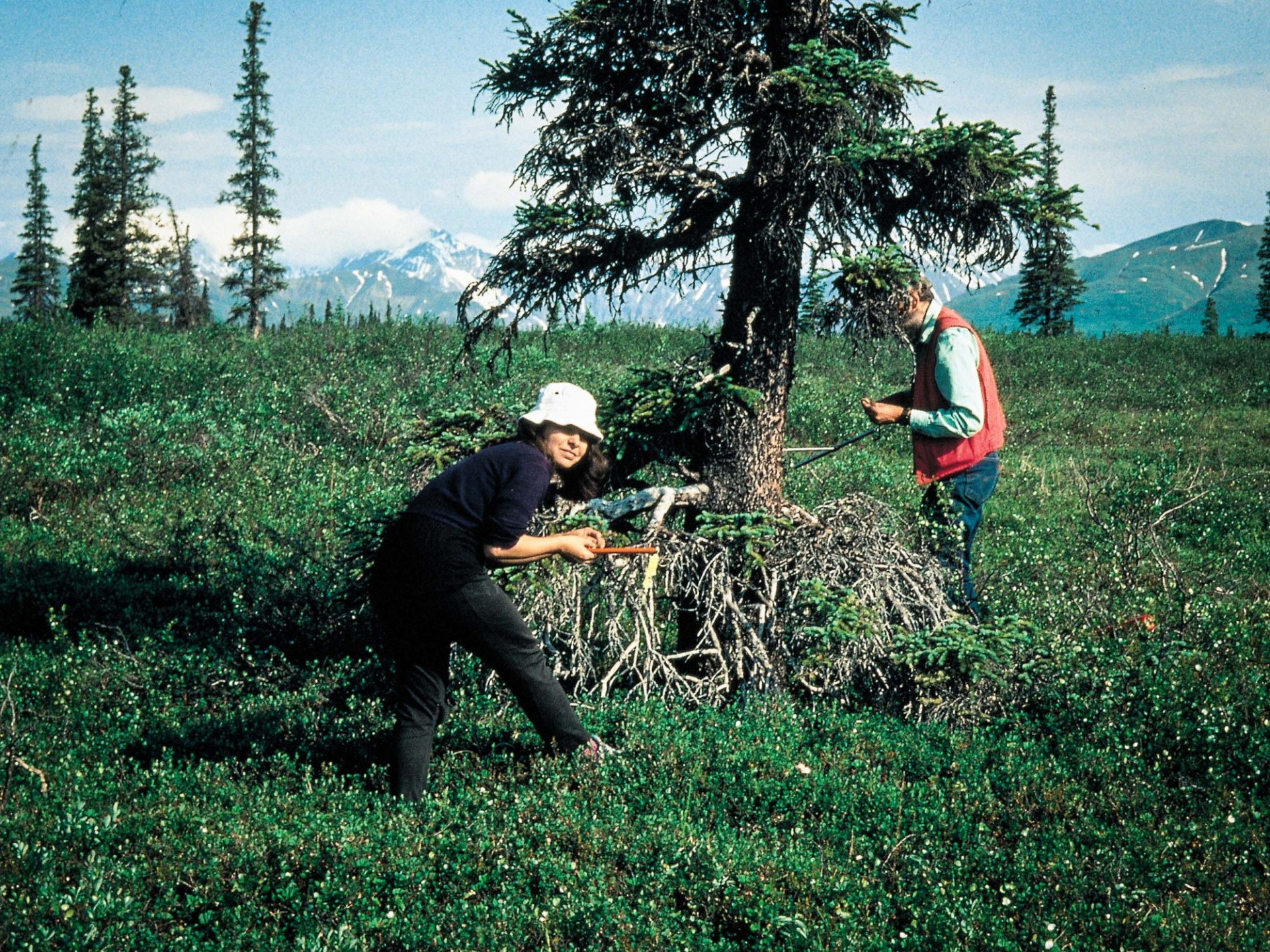 Tree Ring Lab | Lamont-Doherty Earth Observatory