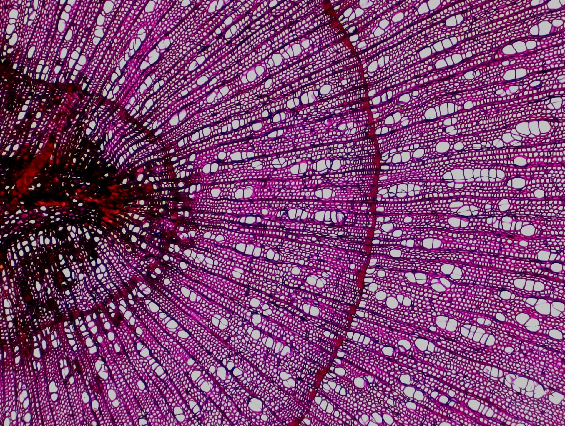 Tree Ring Lab | Lamont-Doherty Earth Observatory