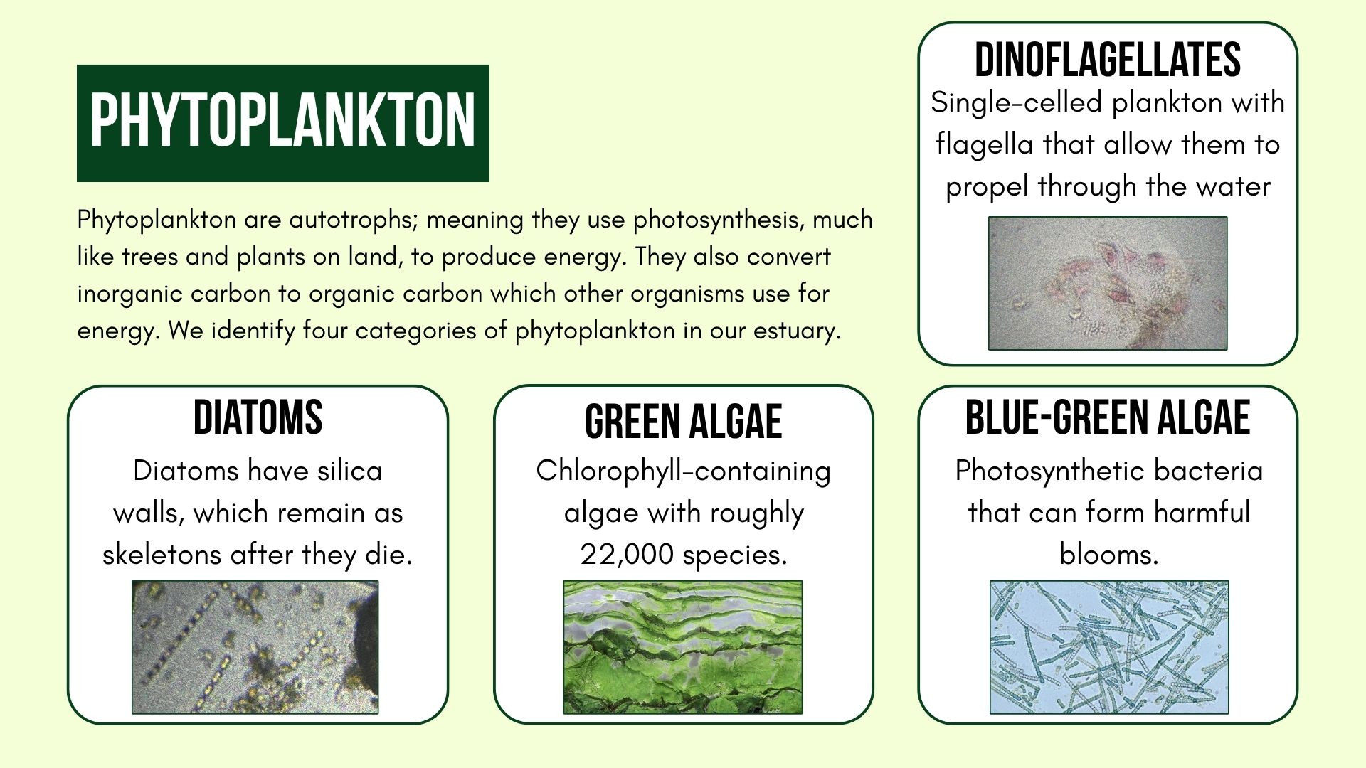 Plankton Monitoring | Lamont-Doherty Earth Observatory