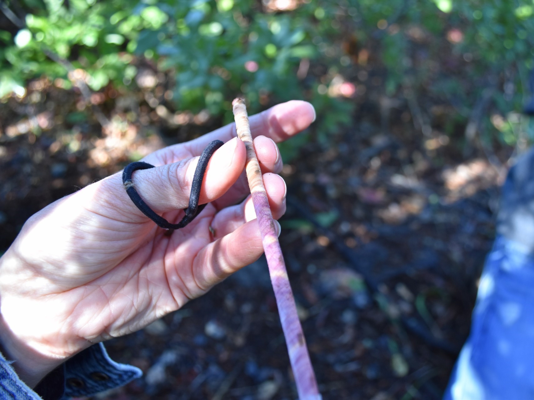 Tree Ring Lab | Lamont-Doherty Earth Observatory