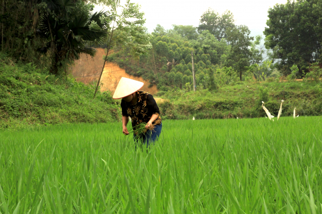 rice field worker